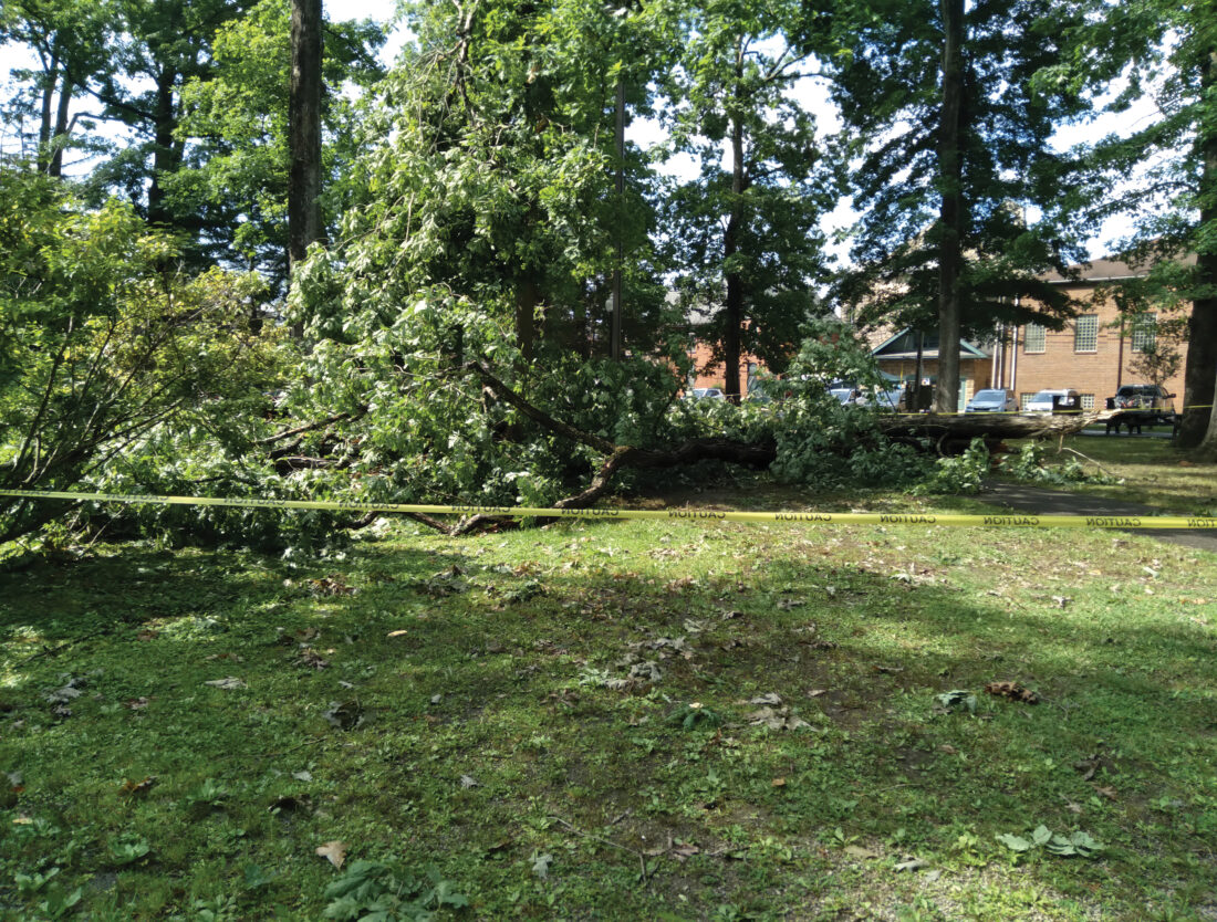 Storm Brings Tree Down in Elkins City Park | News, Sports, Jobs - The ...